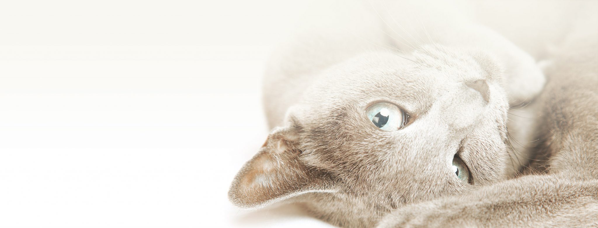 Loulou PetShop | Pet Kuaförü | Köpek Giysileri | Pet Kuaförlük Semineri ...